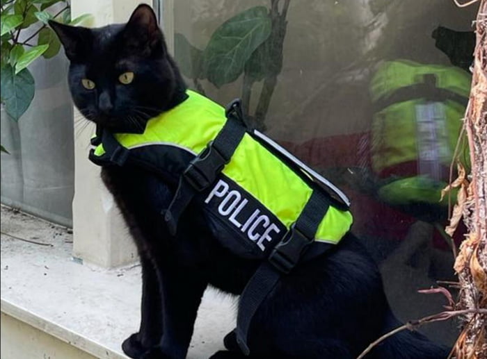 This is Nimis the police cat - 9GAG