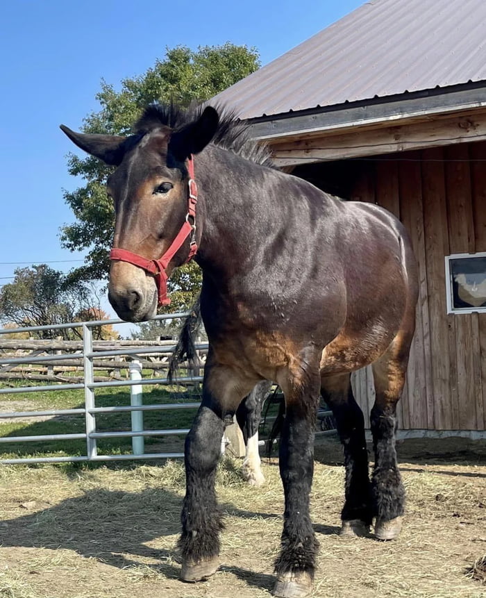 Say hello to Sebago! she may potentially be the largest living mule. 19 hands 2100lbs. - 9GAG