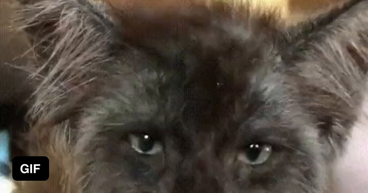 This cat with human face - 9GAG
