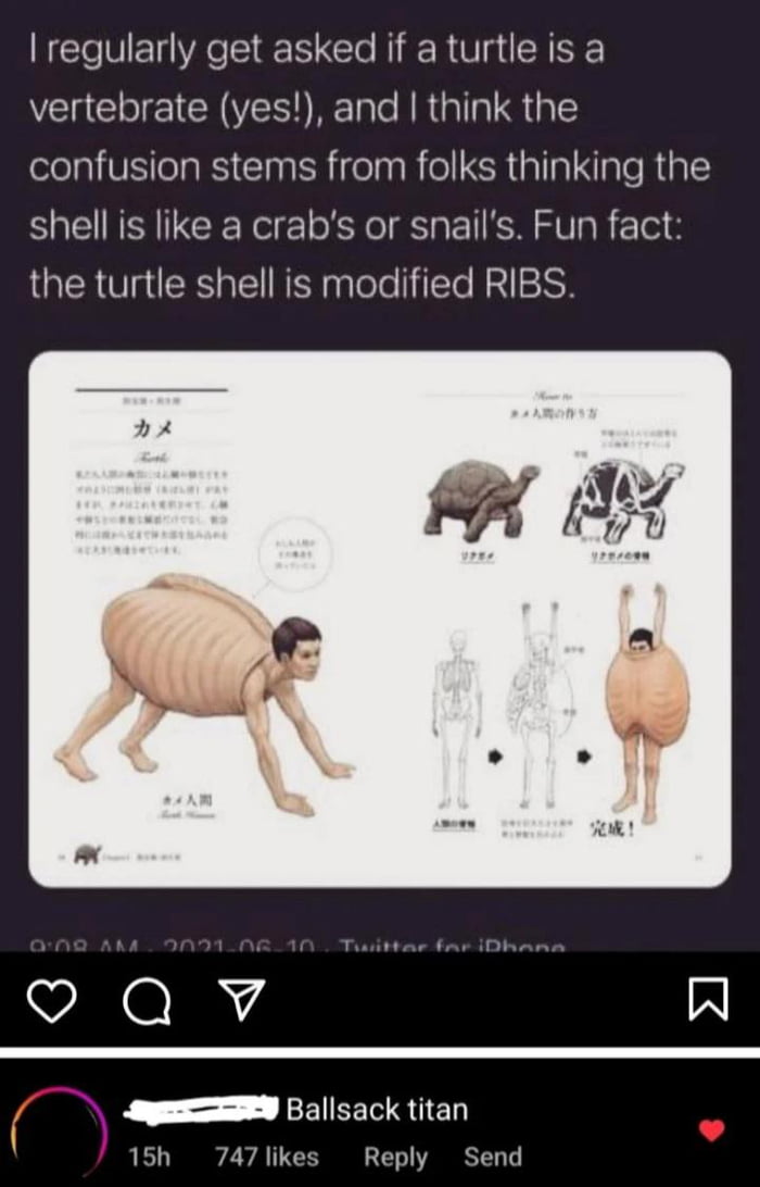 Ballsack titan, the humanoid turtle, protector of worlds - 9GAG