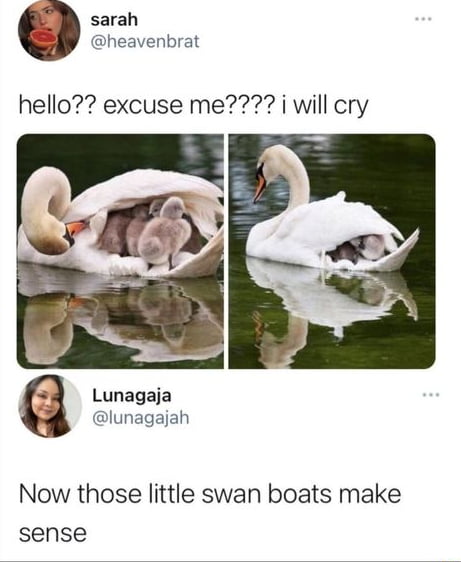 Swan Boat 9gag