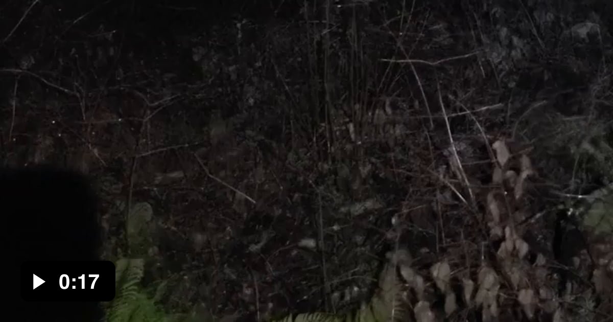 The sounds of a frog colony at night - 9GAG