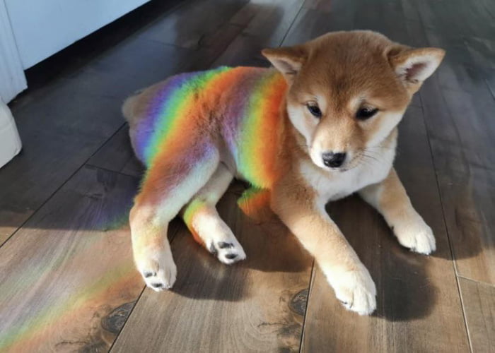 Shibe basking in the rays! - 9GAG