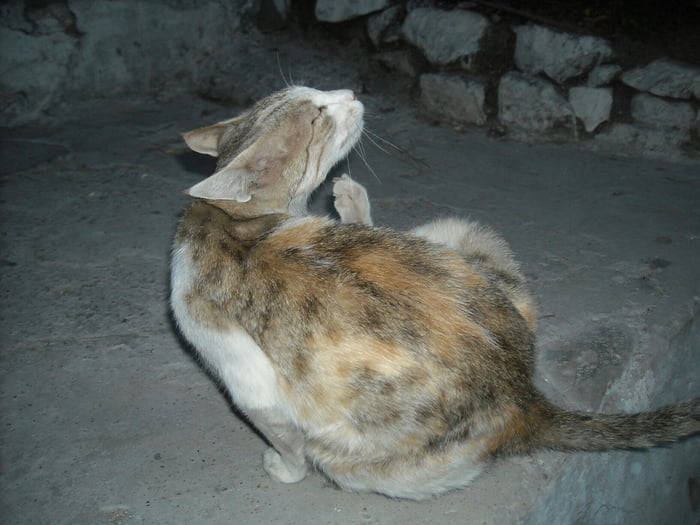 A stray cat I befriended, died yesterday.. - 9GAG