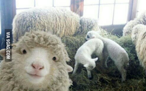 Just a sheep photobombing - 9GAG