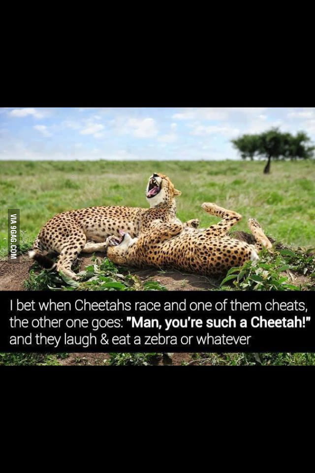 Cheetah is a cheetah *cheater - 9GAG
