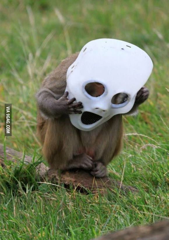 This Monkey Is Ready For Halloween. BOO!! - 9GAG