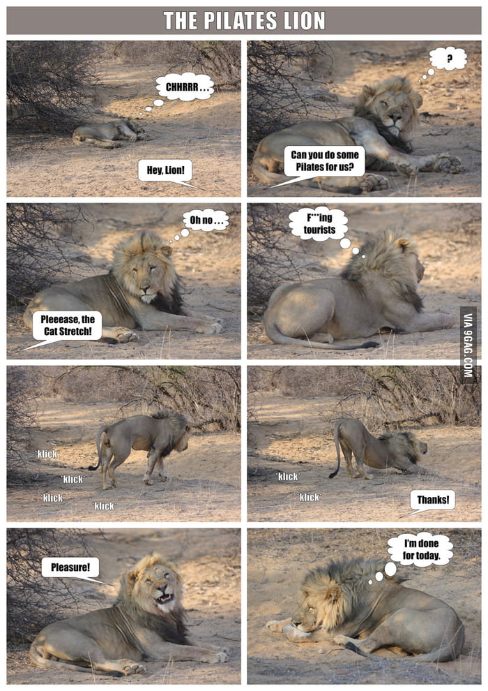 The Pilates Lion - 9GAG