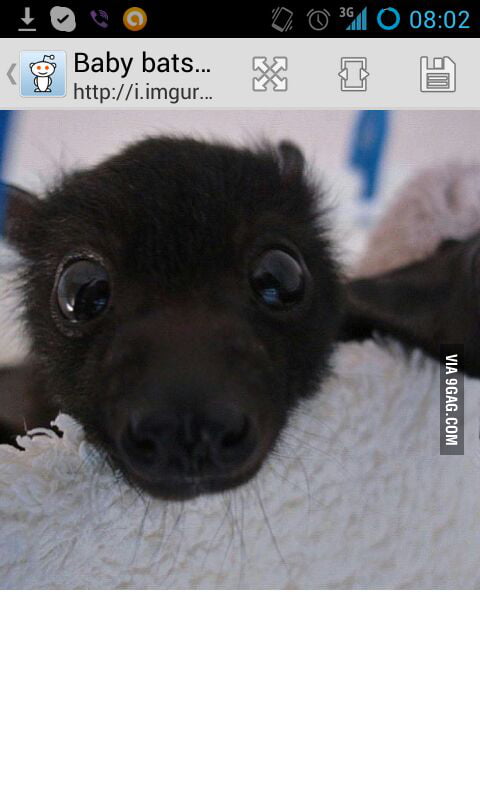 Baby bat - 9GAG
