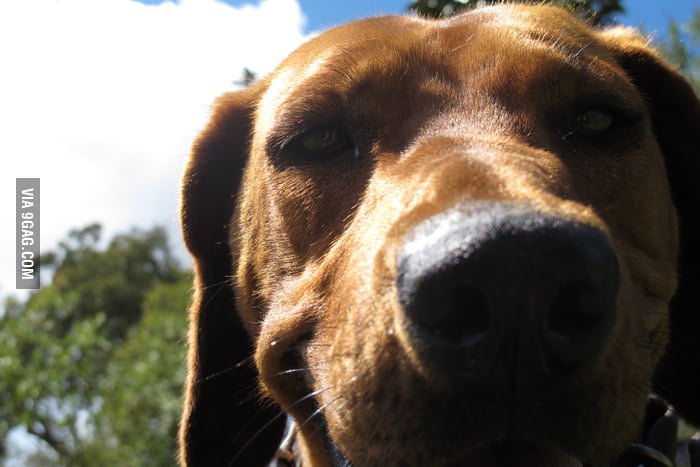 My dog looks kinda high - 9GAG