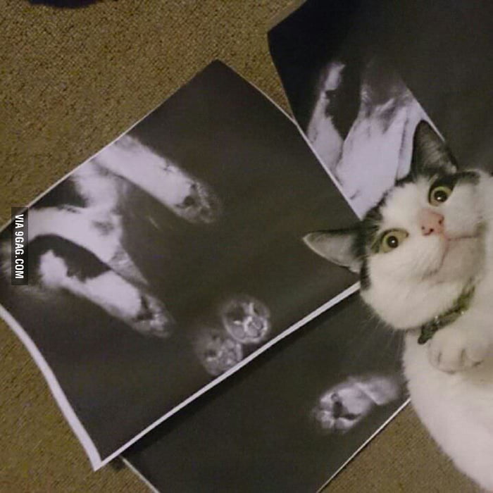 So my cat knows how to use the photocopier? - 9GAG