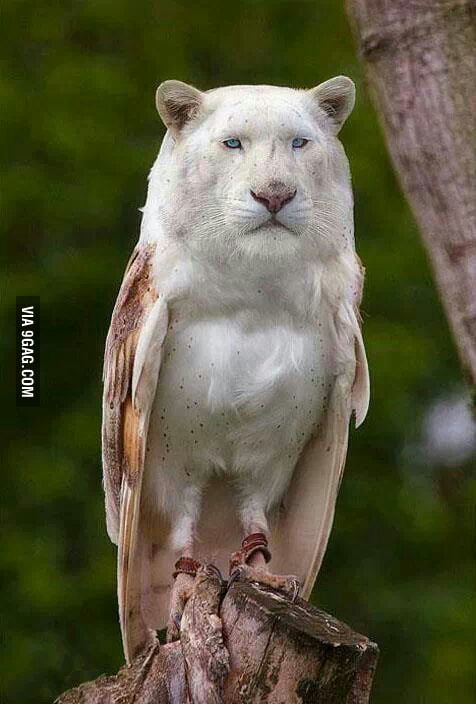 Tigbird - 9GAG