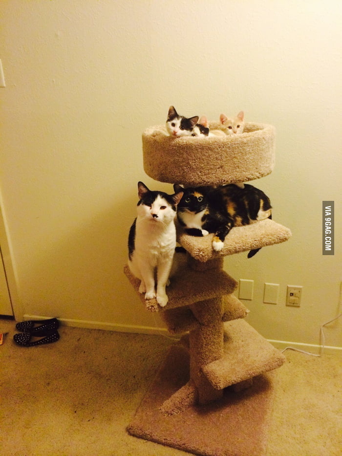 Safe to say the cats love the new cat tower. - 9GAG