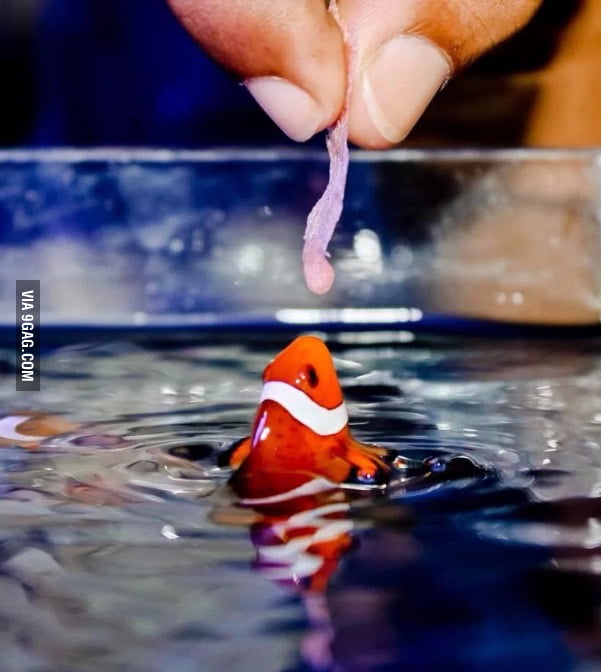 Feeding Nemo! - 9GAG