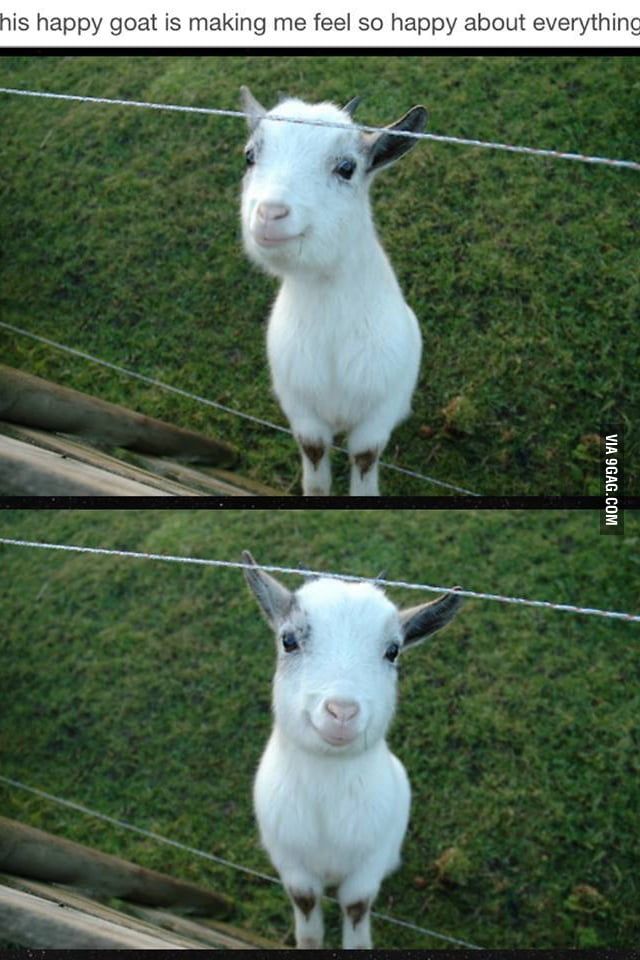 Happy goat - 9GAG