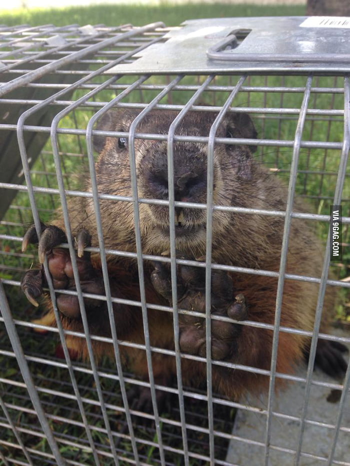 We finally caught the groundhog destroying our yard. This is the face ...