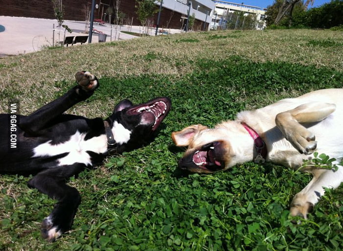Just my two dogs laughing - 9GAG
