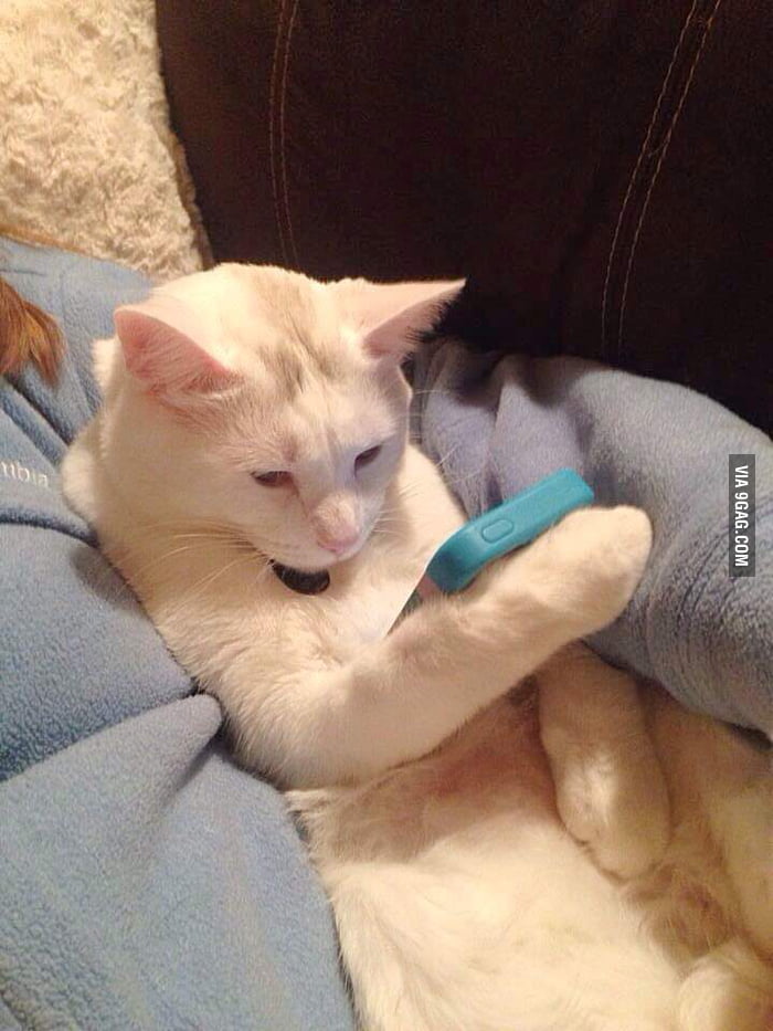 Kitty keeps tabs on all of his b*tches. - 9GAG