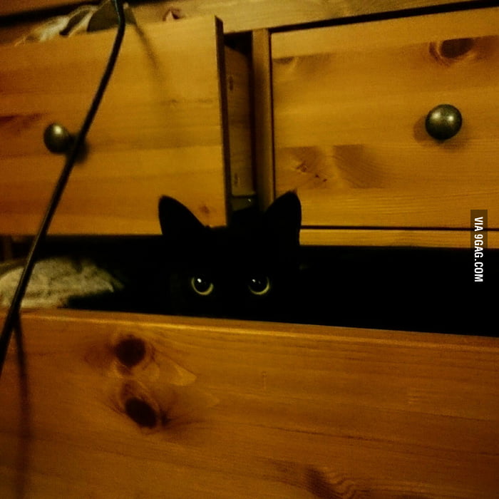 I'd like to introduce my cat, toothless! - 9GAG