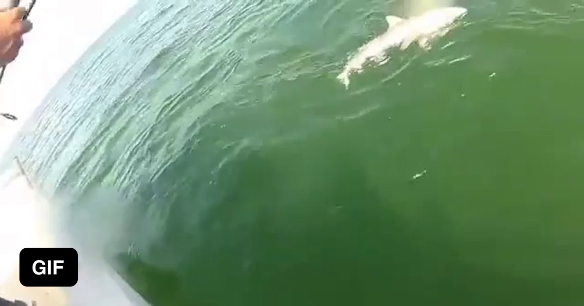 There's always a bigger fish. - 9GAG