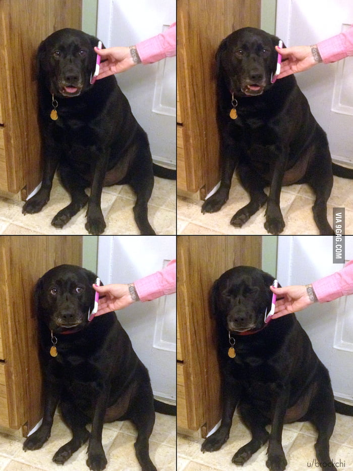 Bad news for dog - 9GAG