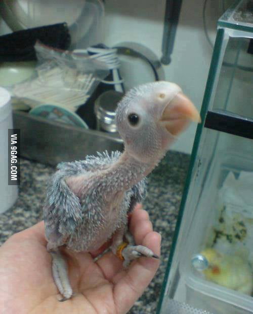 Baby Parrot - 9GAG