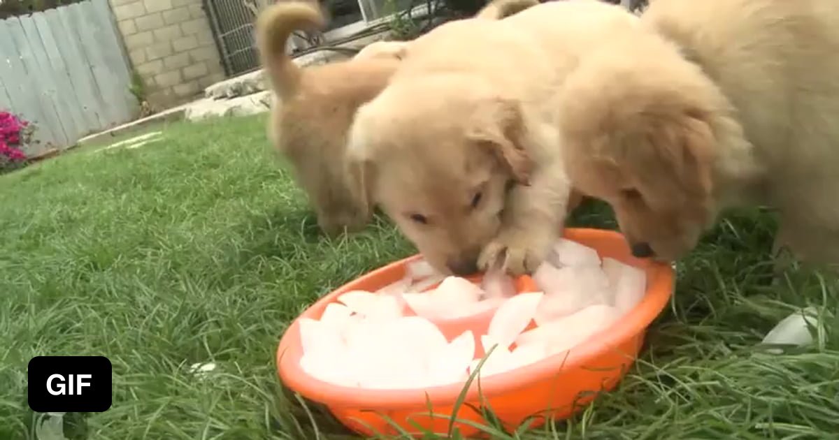 Golden Retriever Puppies Play With Ice Cubes - 9GAG