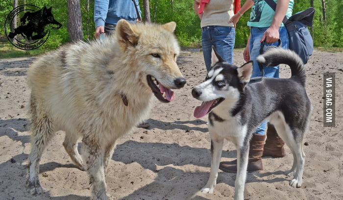 High Content Wolfdog