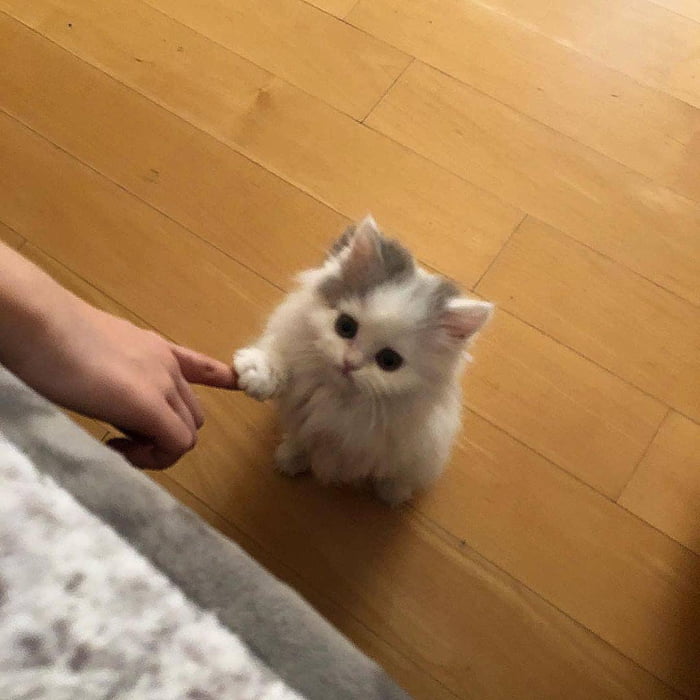 Such a smol boi - 9GAG