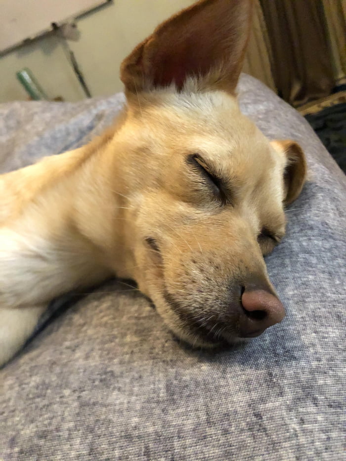 Tired doggo - 9GAG