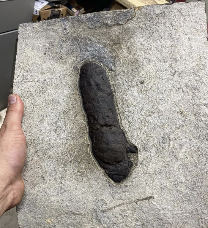 Shitposting done right - This is a 48 million year old fossilized turd ...