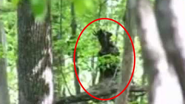Top 5 Scary Forest Creatures Caught On Camera - 9GAG