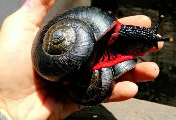 This is a volcano snail. Their shells are made of iron sulphides and ...