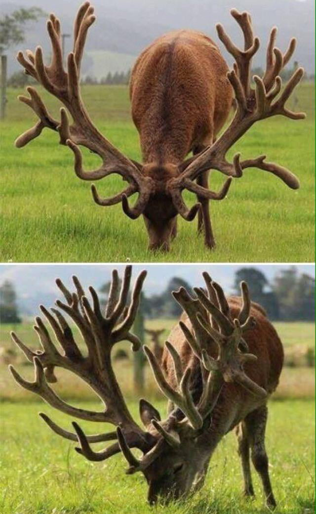 A world record for a Red Stags antlers in New Zealand - 9GAG