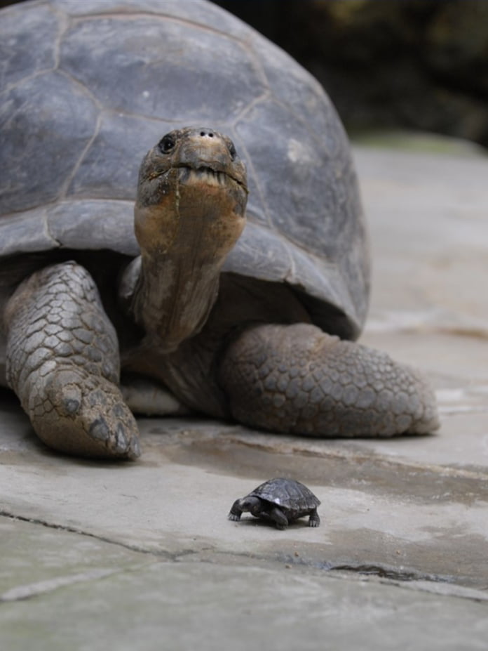 The size difference between a full grown and a newborn Galapagos ...