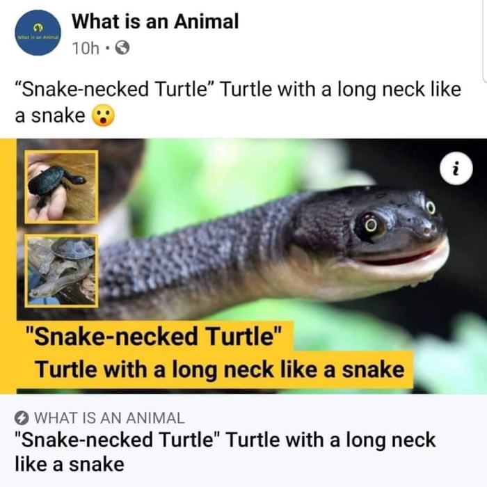 “Snake-necked Turtle” Turtle with a long neck like a snake - 9GAG
