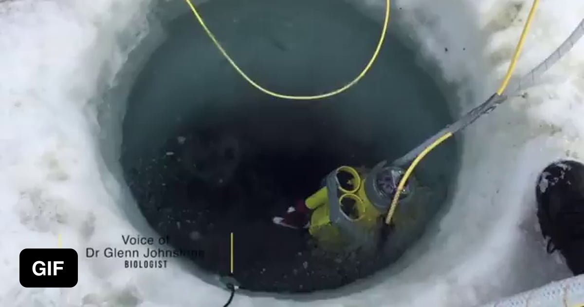 Underwater robot captured rare glimpse under Antarctic sea ice ...