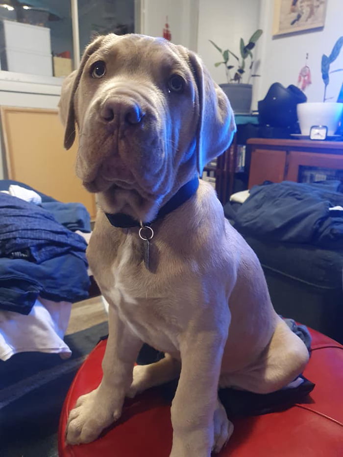 Proud pupper, Derp in comments - 9GAG