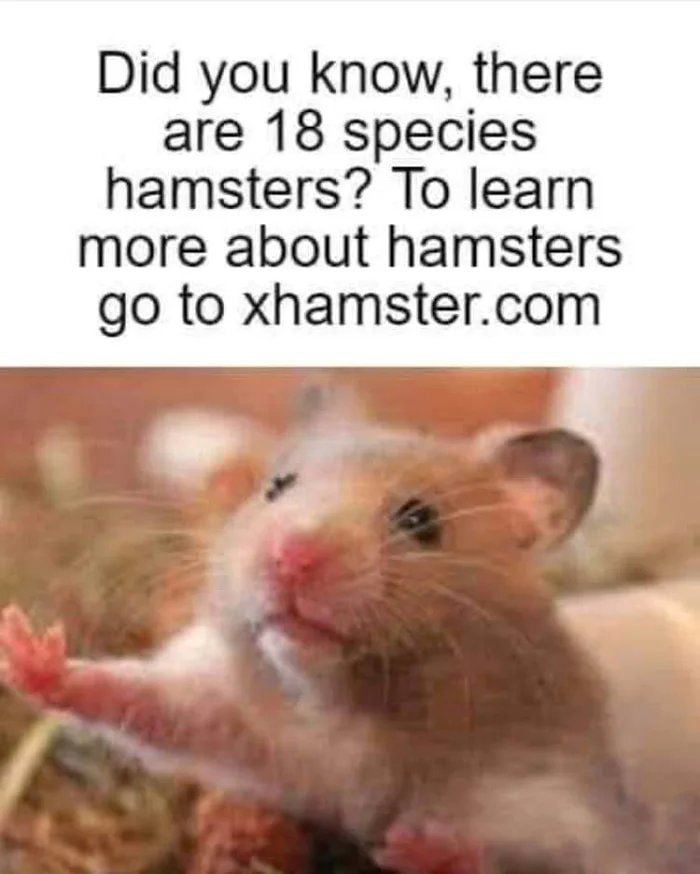I love my hamster - 9GAG