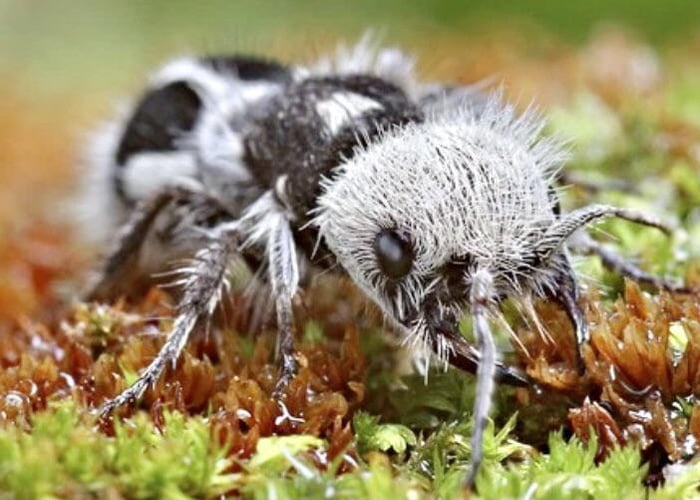 The panda ant is neither a panda nor an ant—it’s a wasp native to Chile ...