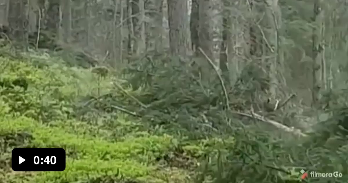 This tree cutting machine walked straight out of sci-fi movie - 9GAG