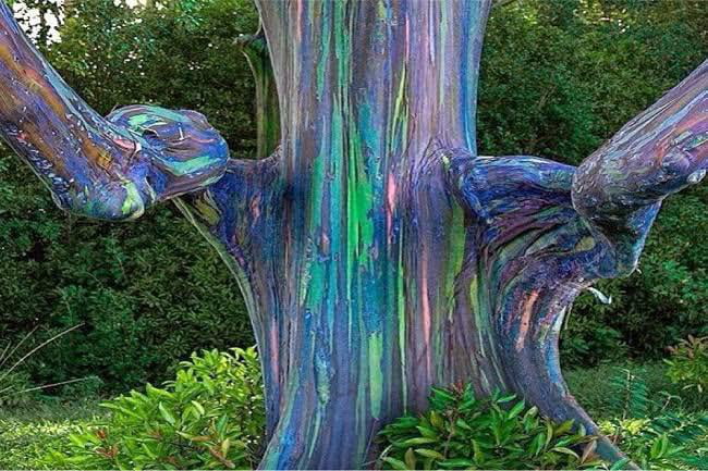 This is a rainbow eucalyptus tree, found mainly in the Philippines, New ...
