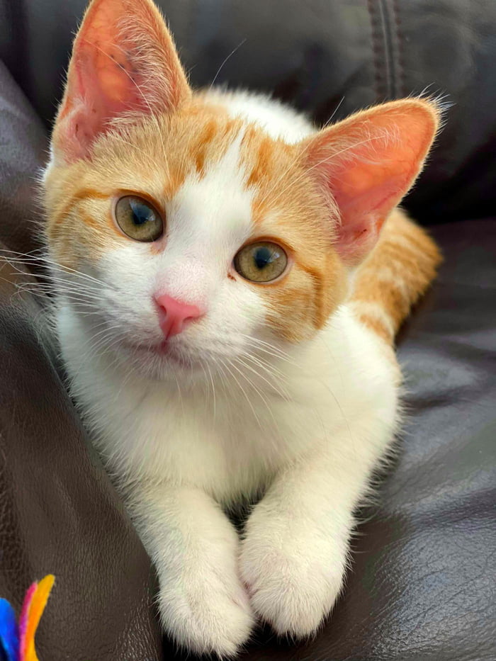 Psss psssss pshhhh - 9GAG