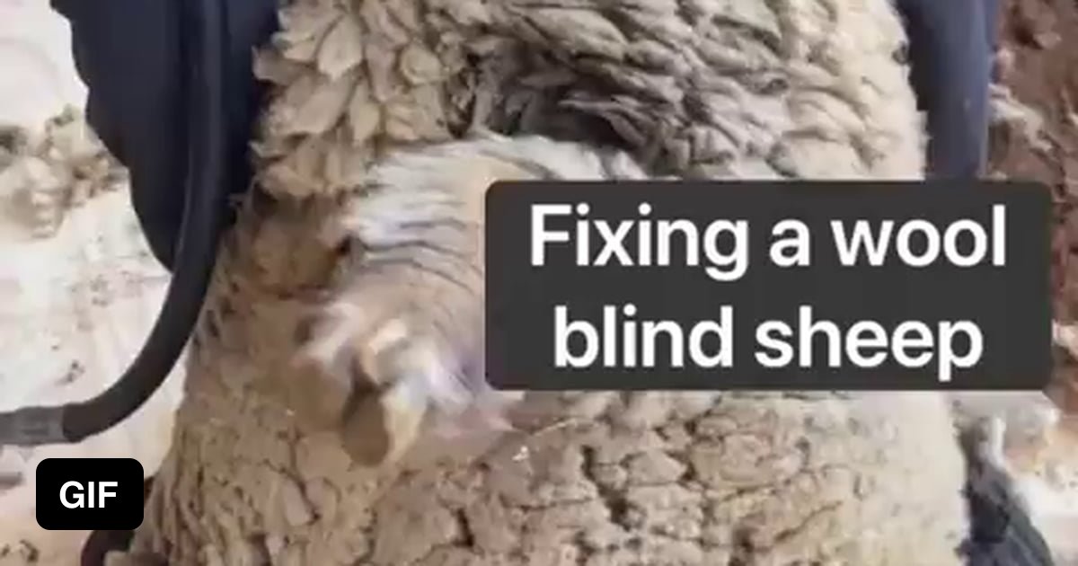 Fixing a wool blind sheep - 9GAG