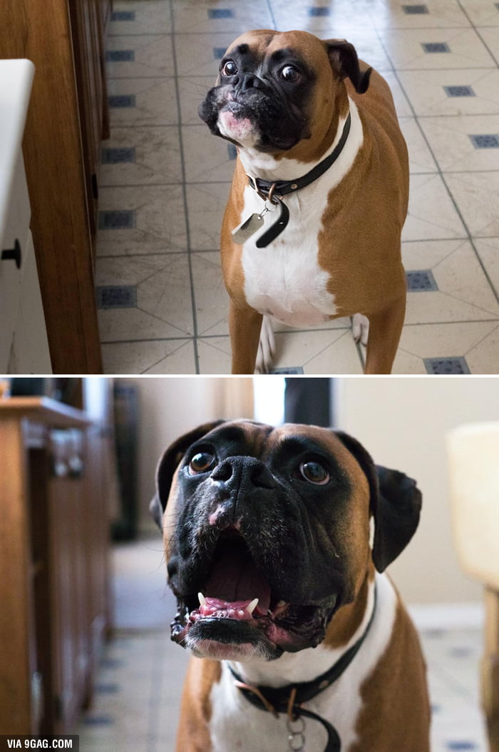 My friend's dog is afraid of the shutter sound on my camera - 9GAG