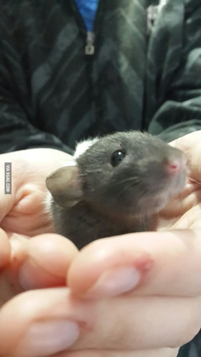 Rats can also be cute - 9GAG