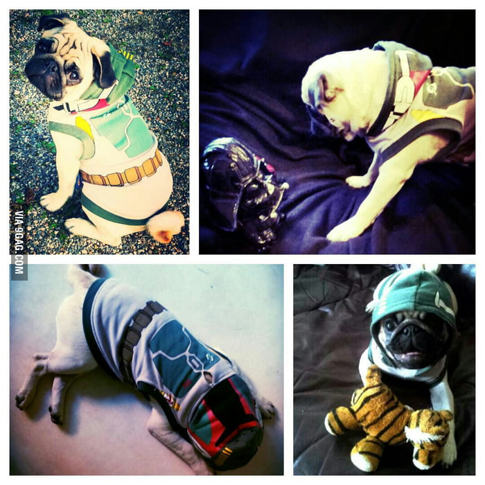 Boba Fett-pug! The most dangerous little bountyhunter around - 9GAG