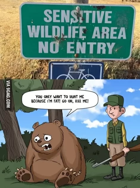 Poor Bear :( - 9GAG