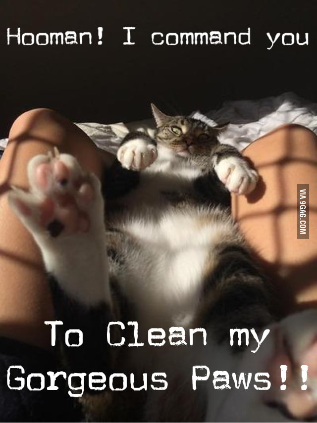 Meow, yes, meow. - 9GAG