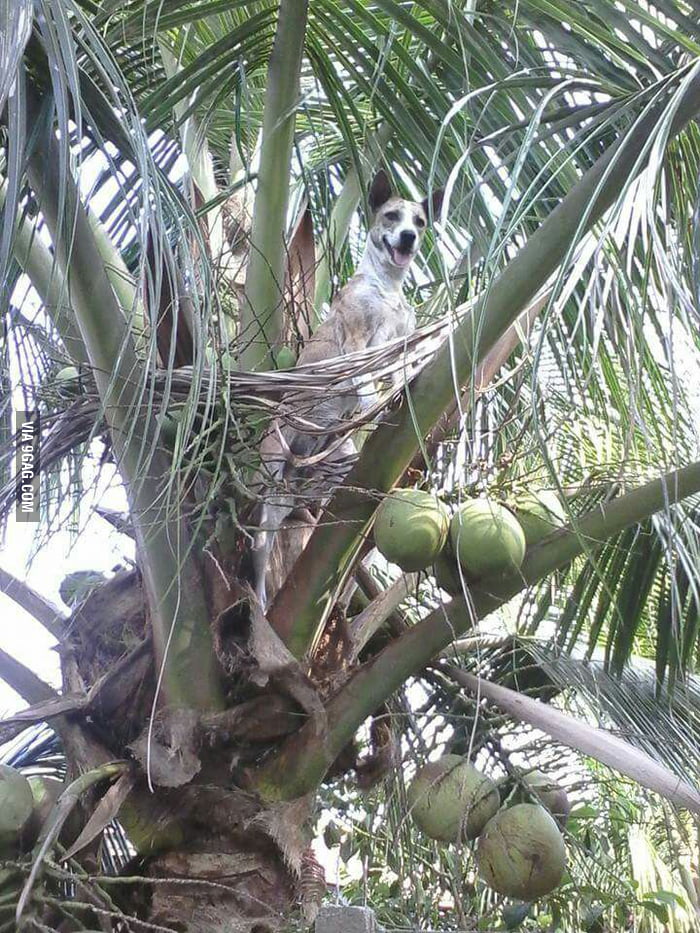 Here in Philippines, even dogs climb coconut trees.... - 9GAG